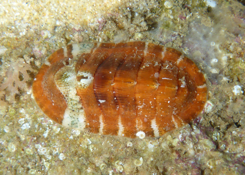 Rhyssoplax tricostalis · iNaturalist