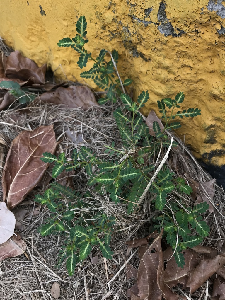 Chamberbitter from Meiti Riverside Park, Zhongshan District, TPE, TW on ...