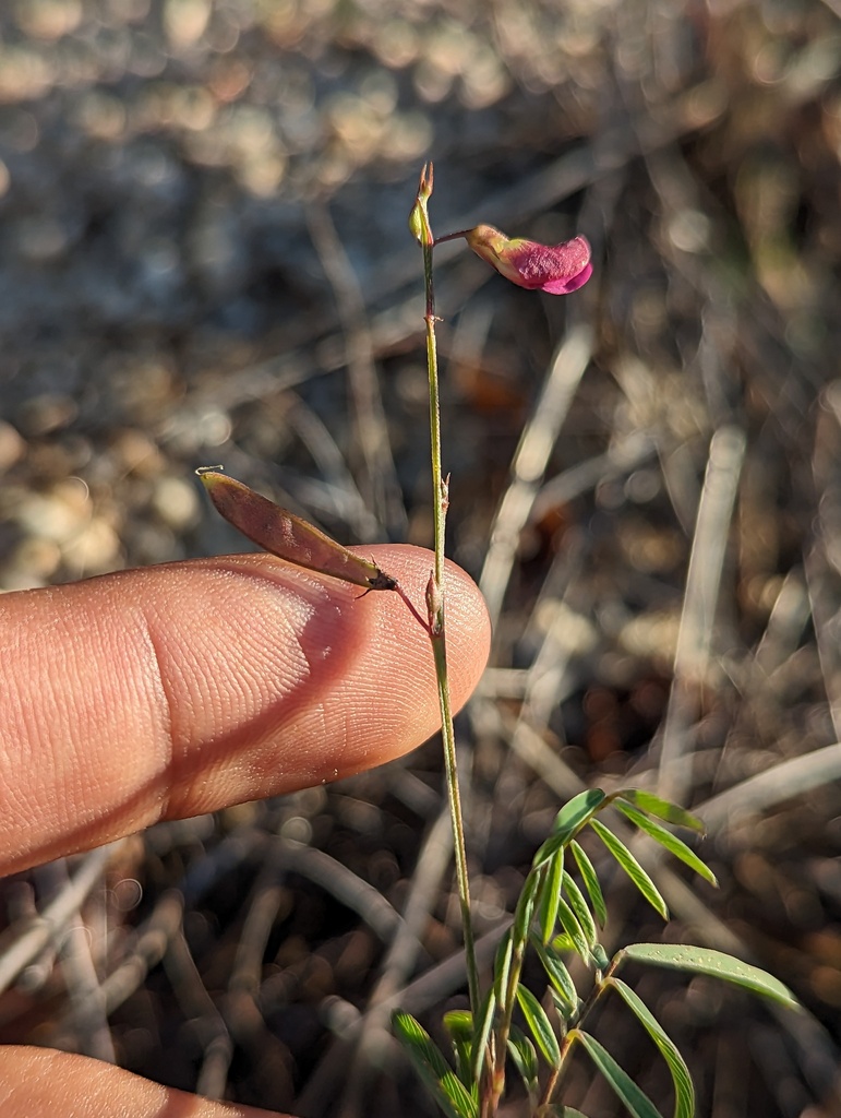 Red Hoary-Pea from La Paz, B.C.S., México on October 11, 2023 at 07:12 ...