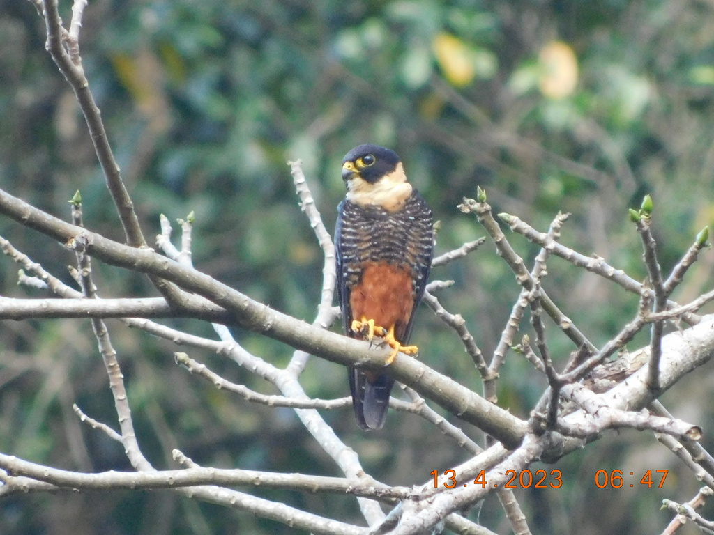 Bat Falcon from Ituango, Antioquia, Colombia on April 13, 2023 at 06:47 ...
