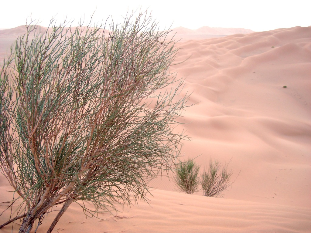 Haloxylon persicum from Dhofar, Omán on October 28, 2017 at 06:28 PM by ...