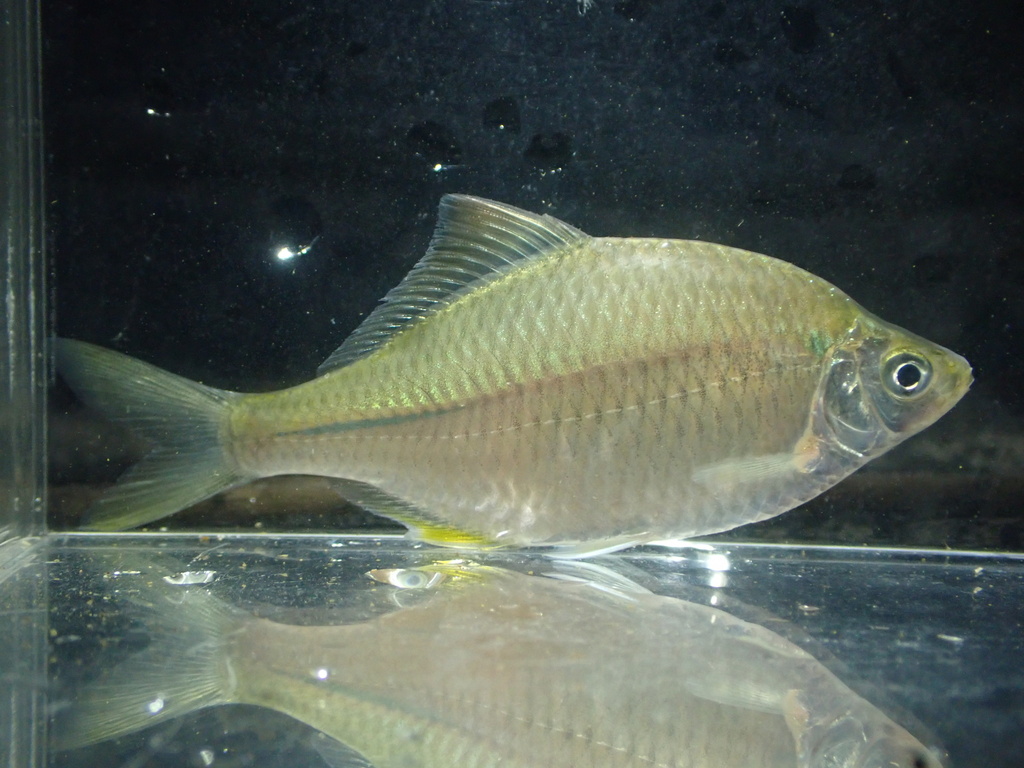 Giant Chinese Bitterling in October 2023 by Tse Chung Yi · iNaturalist