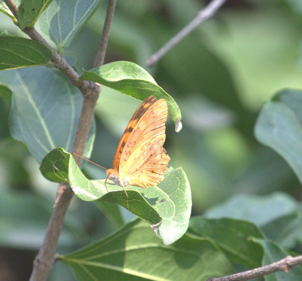 Common Leopard from Damavas, Gujarat 383275, India on October 14, 2023 ...