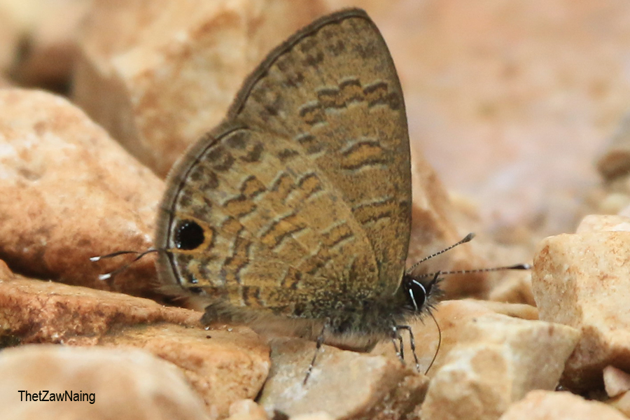 Common Line Blue from Mongyai, Myanmar (Burma) on July 15, 2023 at 01: ...