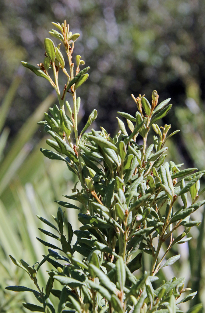 rusty staggerbush from St Johns County, FL, USA on October 15, 2023 at ...