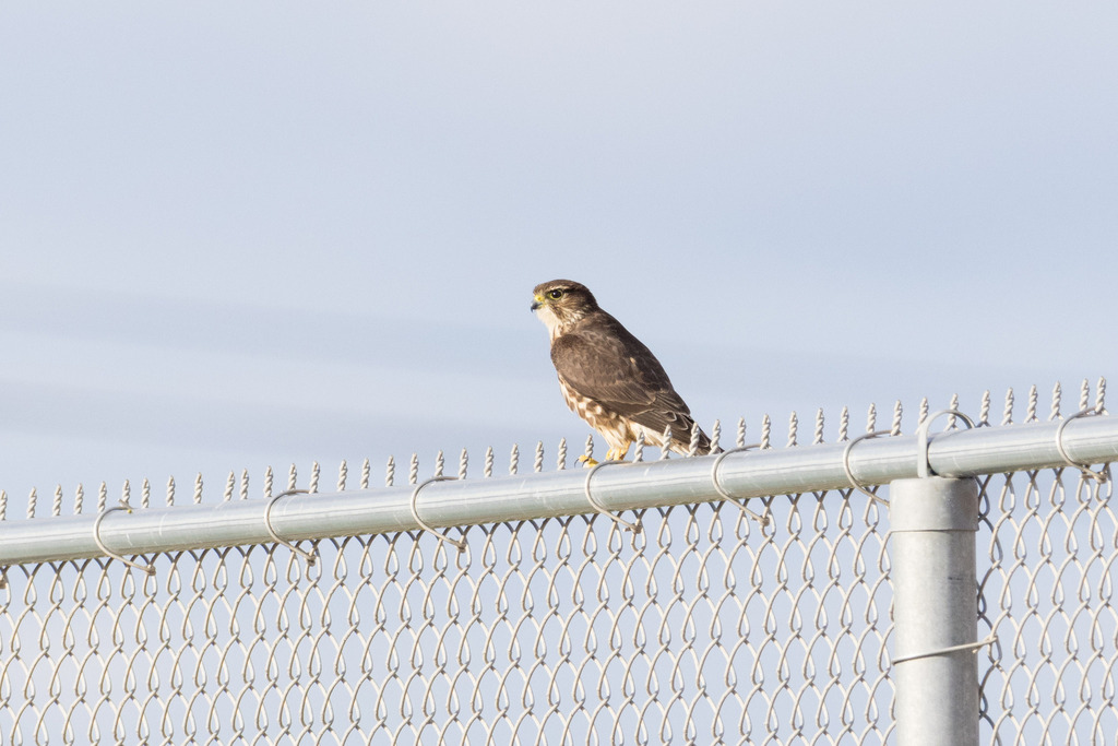 Merlin from Breezy Point, Queens, NY, USA on October 15, 2023 at 04:27 ...