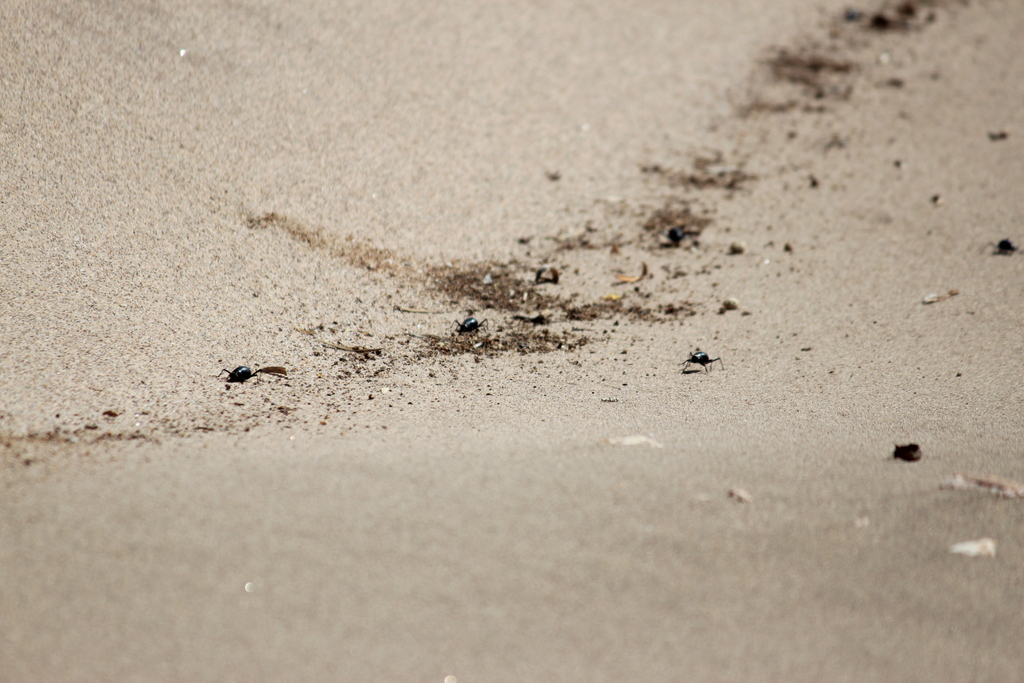 Common Fogcatcher Toktokkie in September 2023 by Mahomed Desai ...