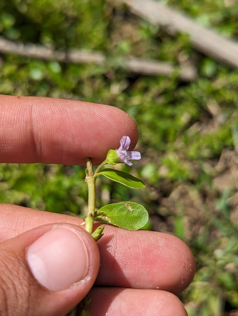 Herb-of-Grace from La Paz, B.C.S., México on October 10, 2023 at 12:50 ...