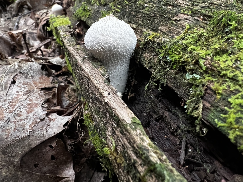 common puffball from Vestal, NY, US on September 22, 2023 at 09:06 AM ...