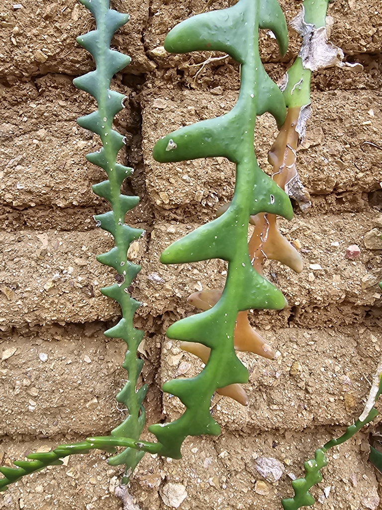 Rick Rack Cactus in October 2023 by Richard Laws · iNaturalist