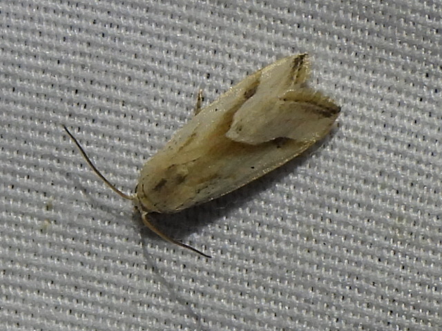 Everlasting Bud Moth from McAllen, TX, USA on October 14, 2023 at 10:12 ...