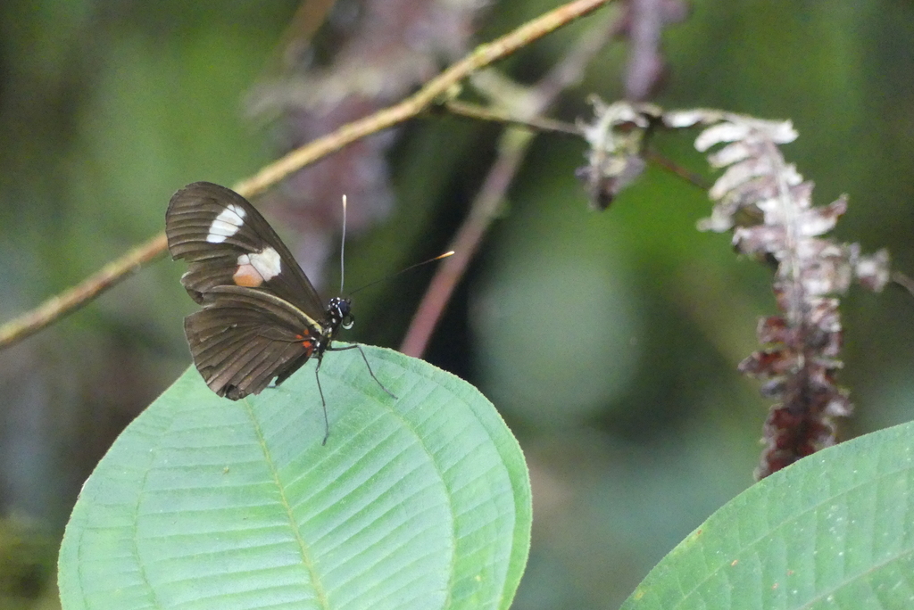 Red Postman from Mera, Ecuador on September 13, 2023 at 04:35 PM by ...