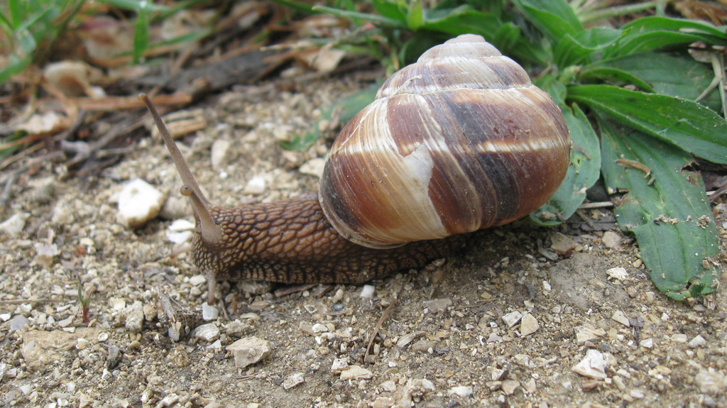 Turkish Snail from Покров, Дніпропетровська область, Україна, 53300 on ...