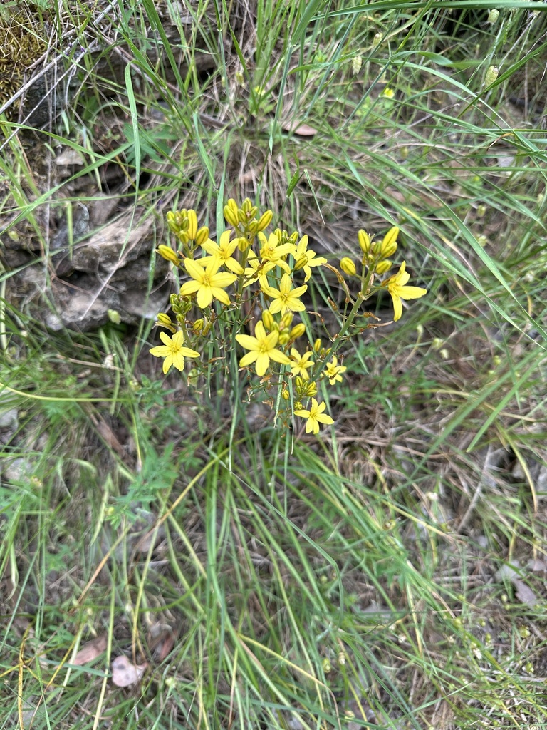 monocots from Tumut State Forest, Wereboldera, NSW, AU on October 13 ...