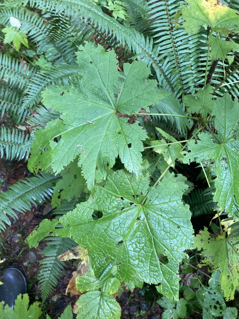 Stink Currant from Capital, BC, CA on October 15, 2023 at 01:36 PM by ...