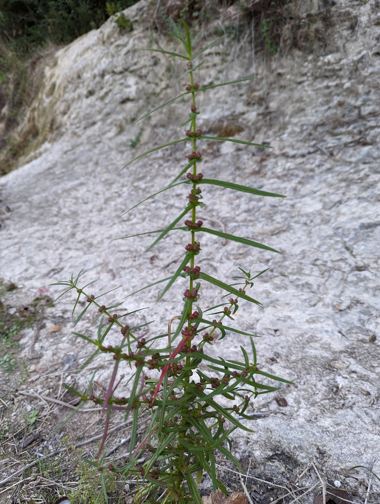 Scarlet Toothcup from Glen Rose, TX, USA on October 13, 2023 at 06:24 ...