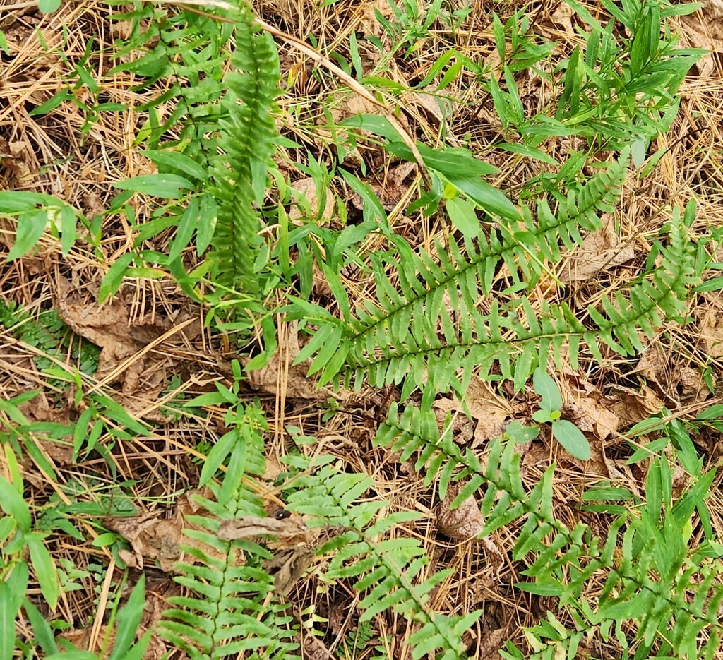 ebony spleenwort from Saline County, IL, USA on October 15, 2023 at 11: ...
