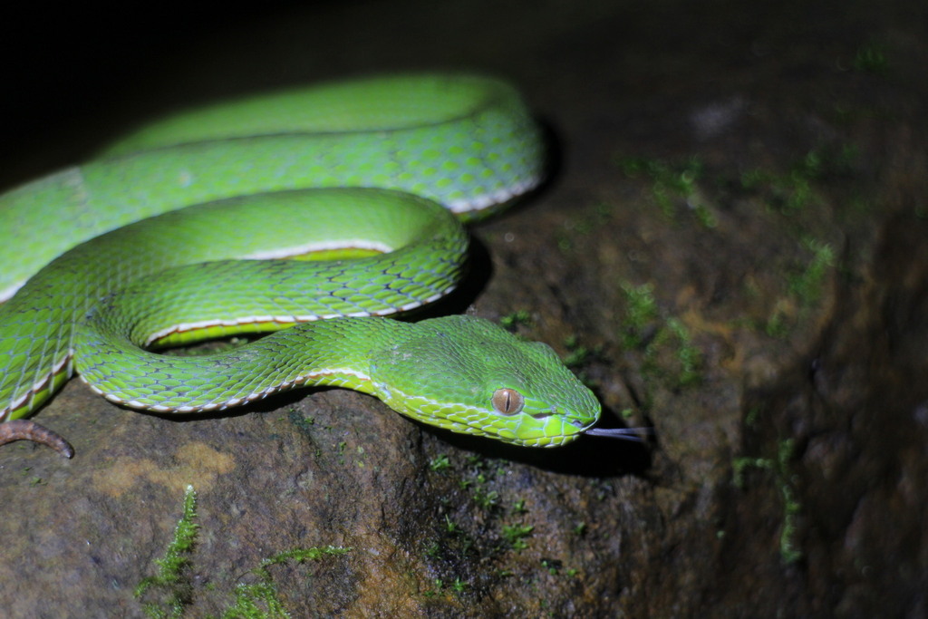 Chinese Green Tree Viper from 555南投縣魚池鄉大雁巷25號 on October 16, 2023 at 08 ...