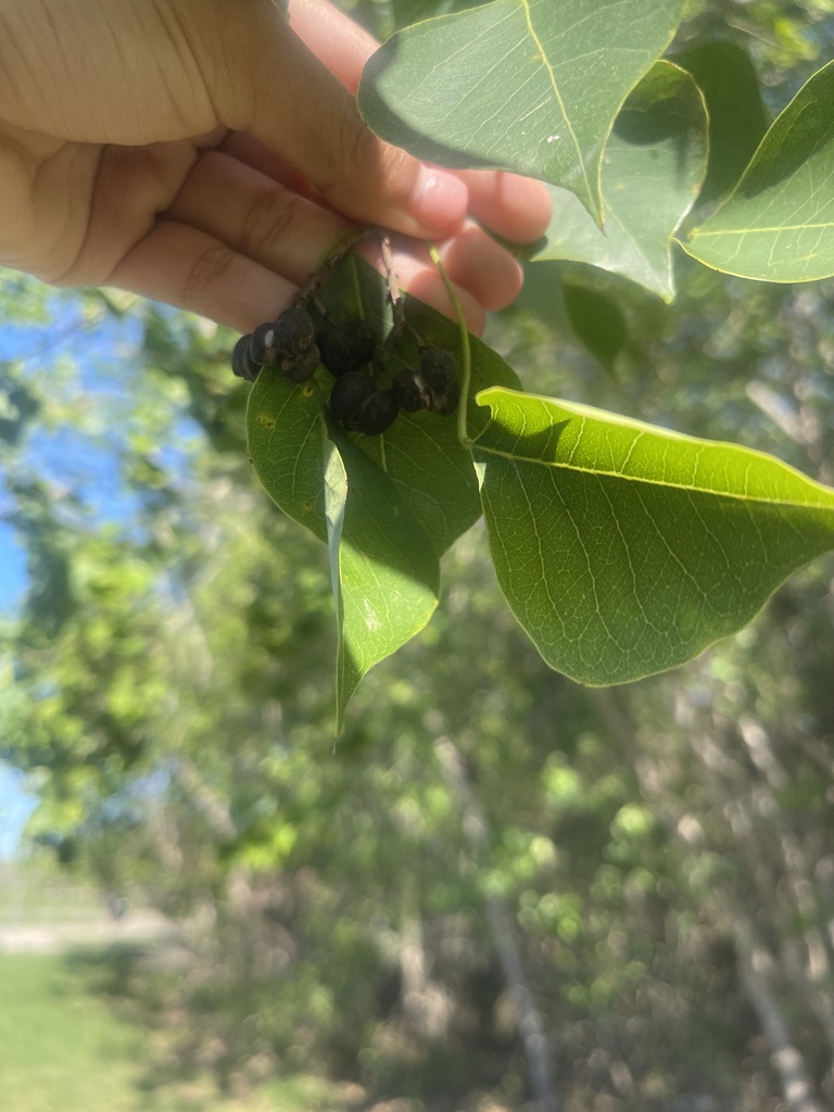 Chinese Tallow from Herman Brown Park, Houston, TX, US on October 16 ...