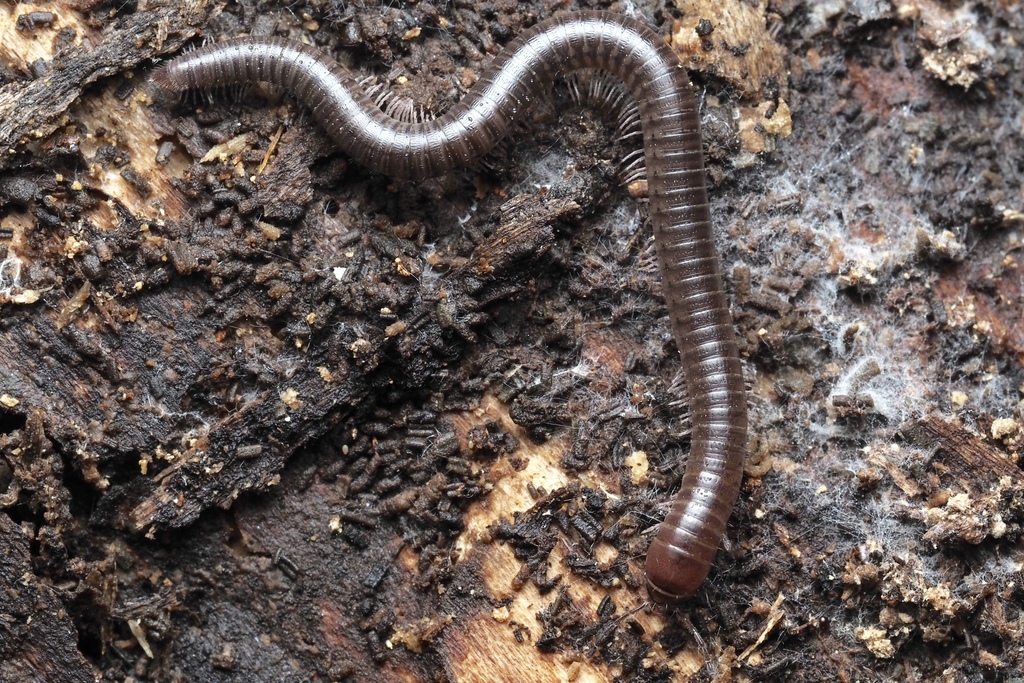 Furry Snake Millipede from Vickery Creek, Roswell, Georgia, USA on ...