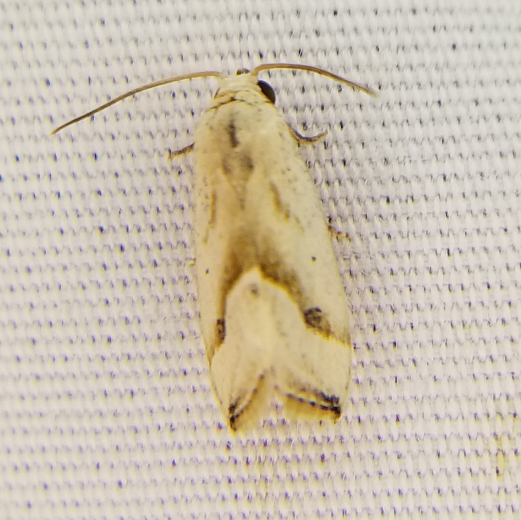 Everlasting Bud Moth from McAllen, TX 78501, USA on October 14, 2023 at ...