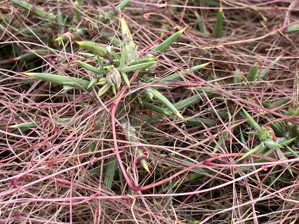 Clover Dodder from Cornwall AONB, Penzance, England, GB on October 15 ...