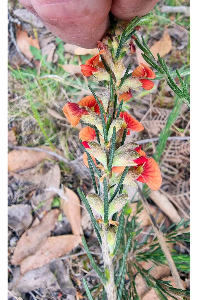 showy parrot-pea from Strathdownie VIC 3312, Australia on October 9 ...
