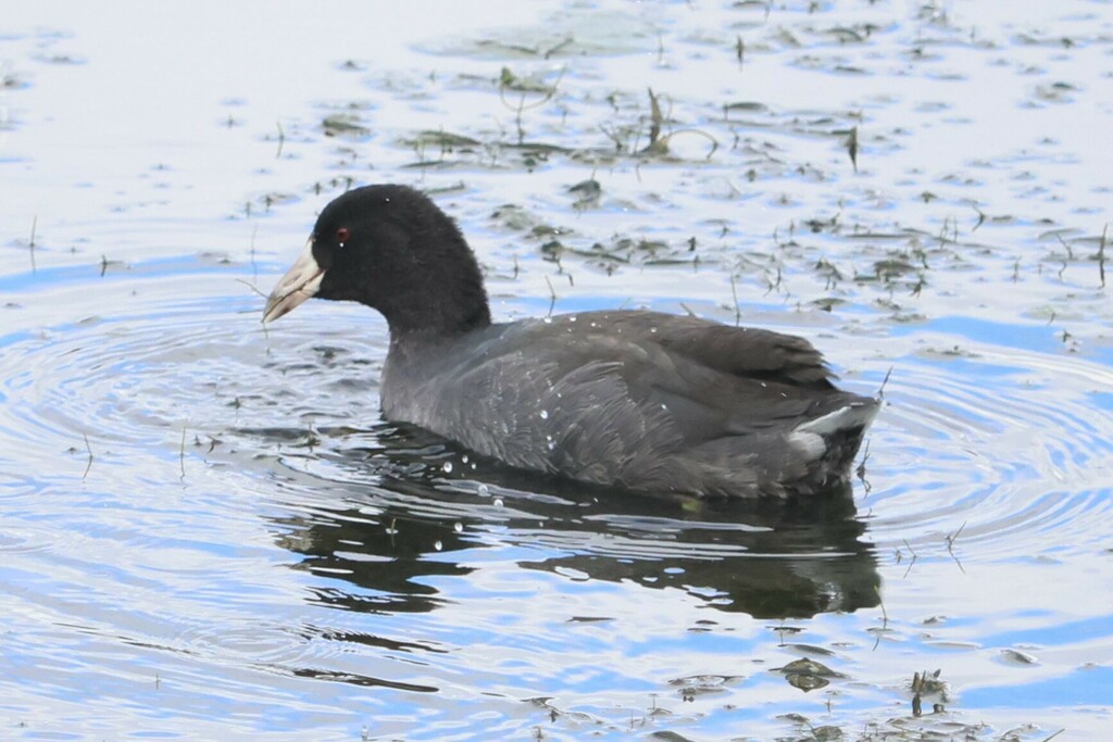 American Coot from Civic Hospital - Experimental Farm - Central Park ...