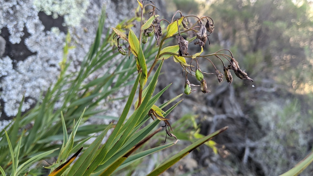 nodding blue lily from Woodstock NSW 2360, Australia on October 15 ...