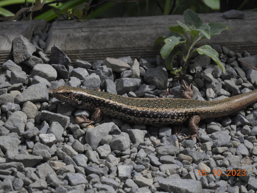 Northern Spotted Skink in October 2023 by isaac newell · iNaturalist