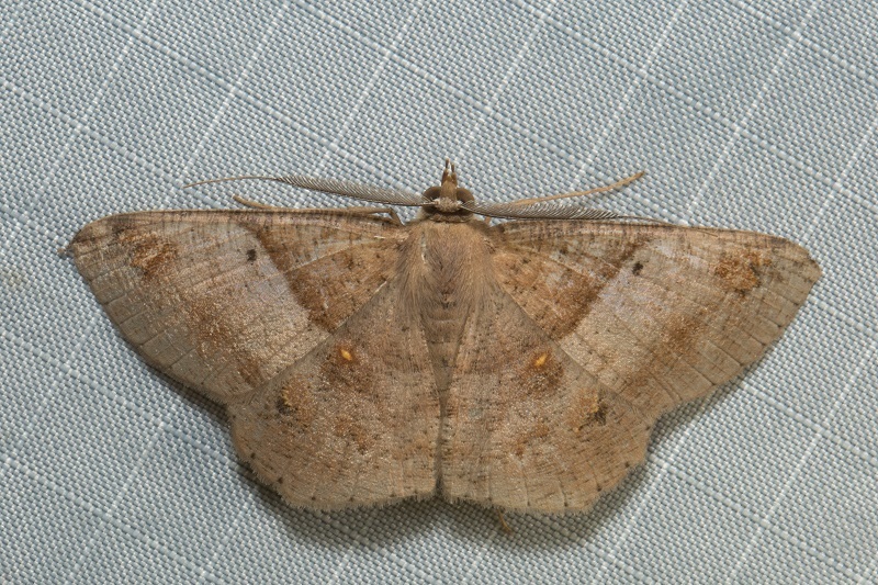 Petelia medardaria (Moths of Kerala) · iNaturalist