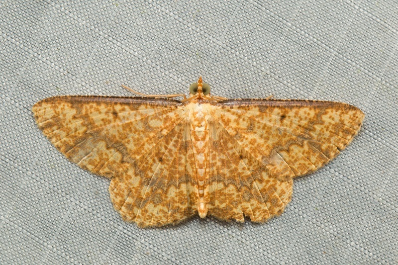 Synegia imitaria from Fraser's Hill, Pahang, Malaysia on March 08, 2019 ...