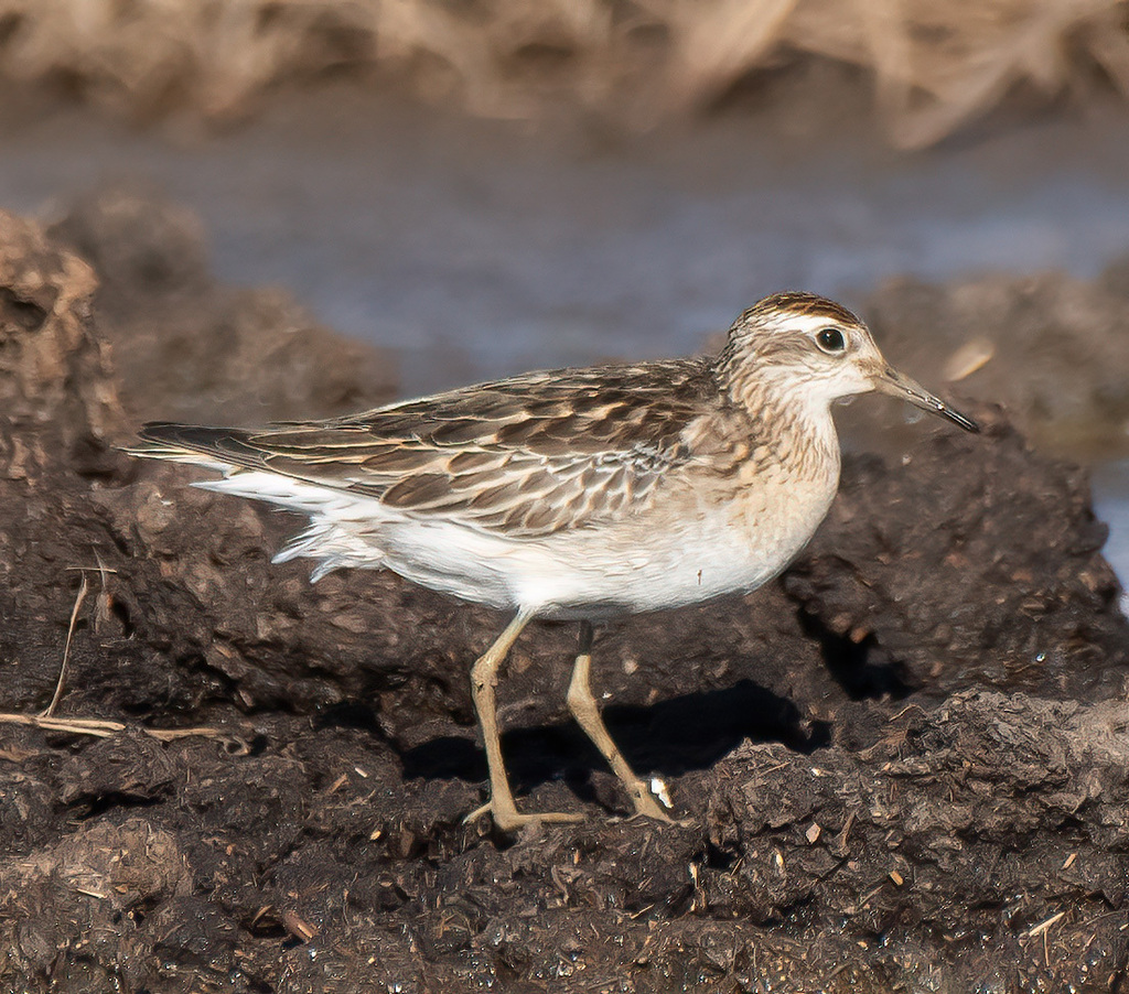 Sharp-tailed Sandpiper in October 2023 by Gordon Karre. One of the ...