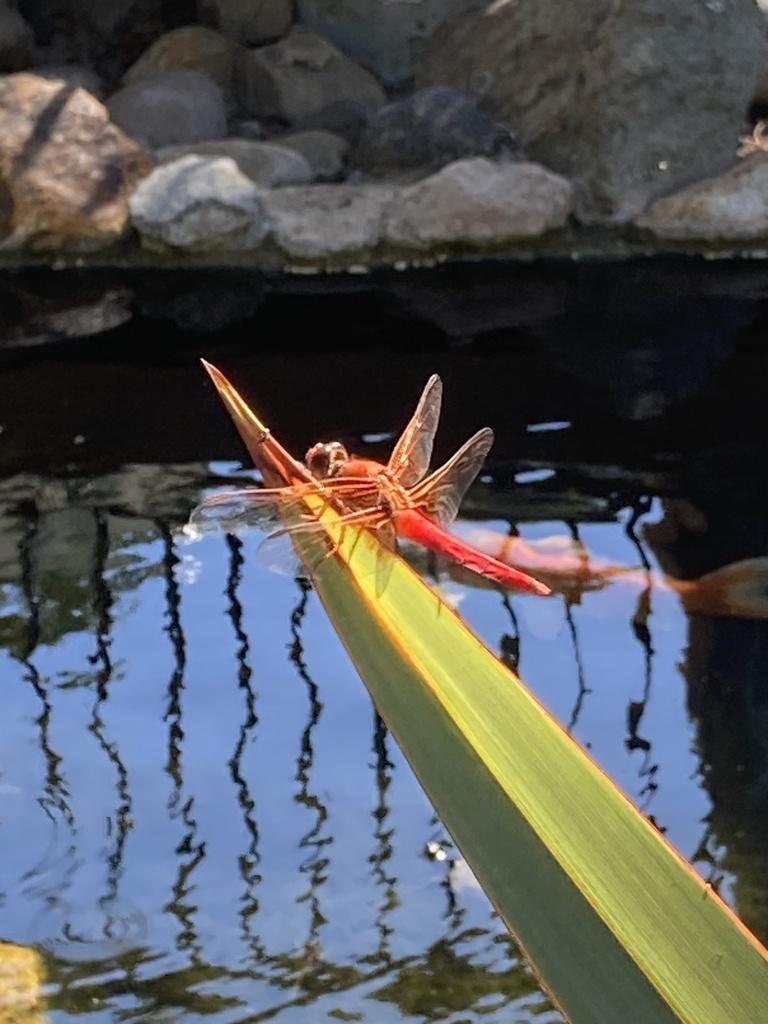 Neon Skimmer from San Diego State University, San Diego, CA, US on ...