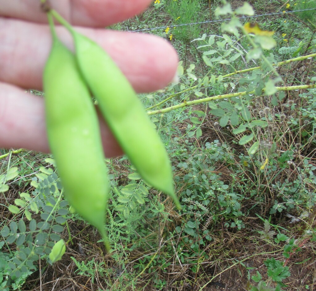 Bladder Pod from Hwy 77, Victoria County, TX, USA on October 11, 2023 ...