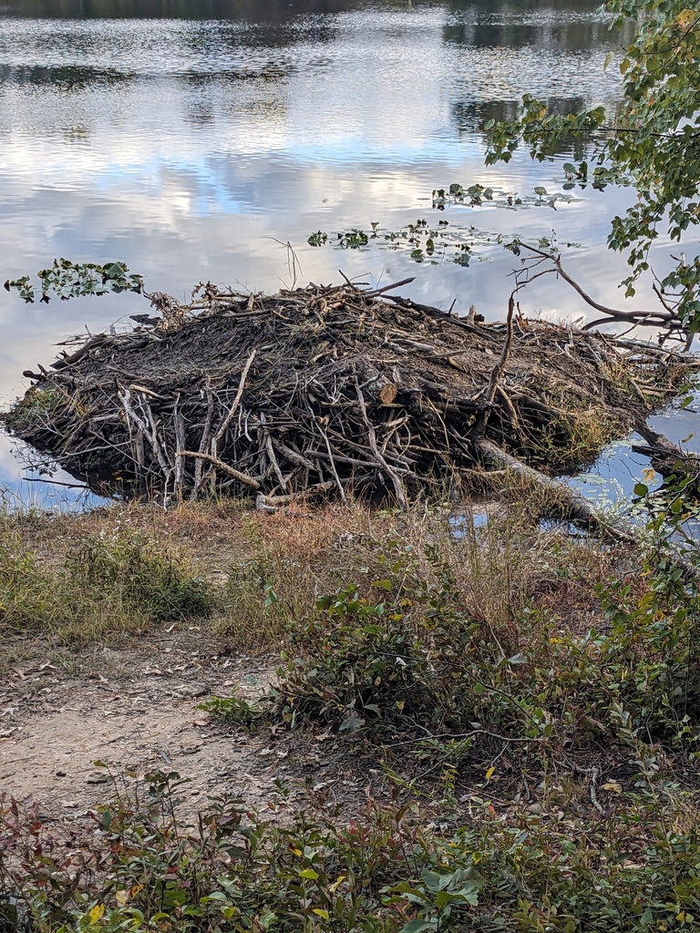 American Beaver from Prince George's County, MD, USA on October 15 ...