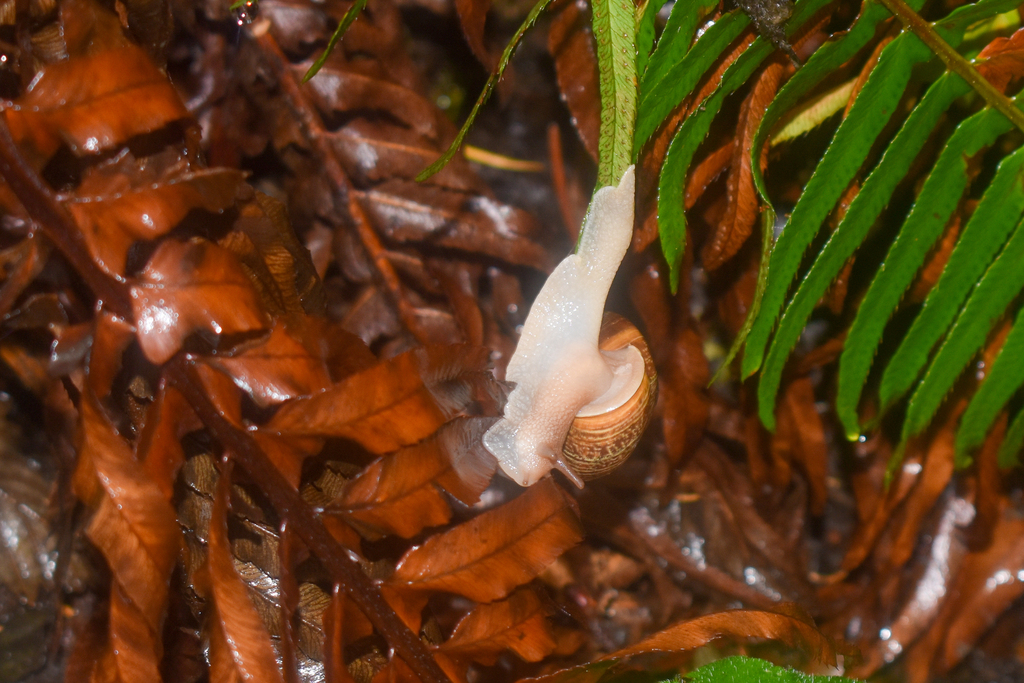 Oregon forestsnail in October 2023 by Fern · iNaturalist