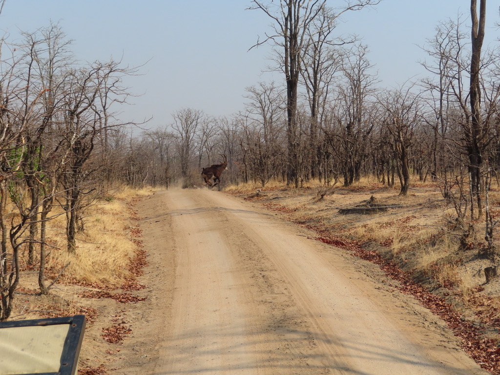 West Tanzanian Sable Antelope from Liwonde National Park Liwonde ...