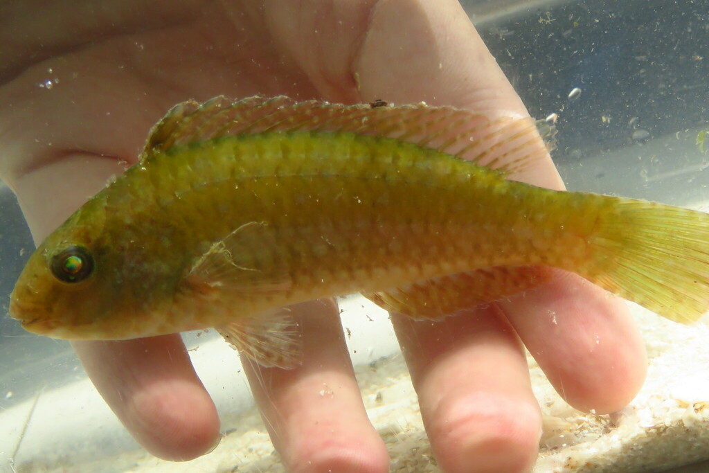 Emerald Parrotfish from Belleair, FL 33756, USA on October 14, 2023 at ...