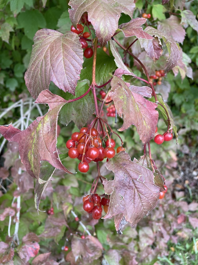 American Highbush Cranberry in October 2023 by lindsayloops · iNaturalist