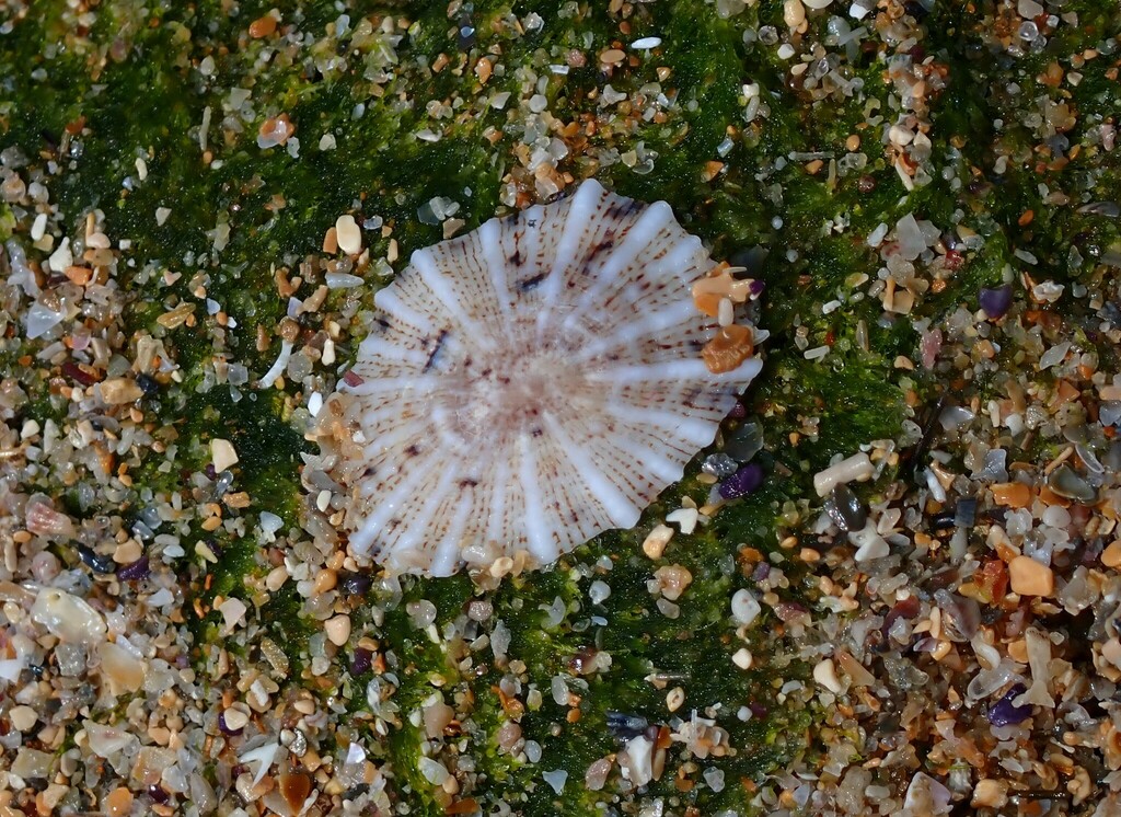 Siphonaria zelandica from Central Coast Council, NSW, Australia on ...