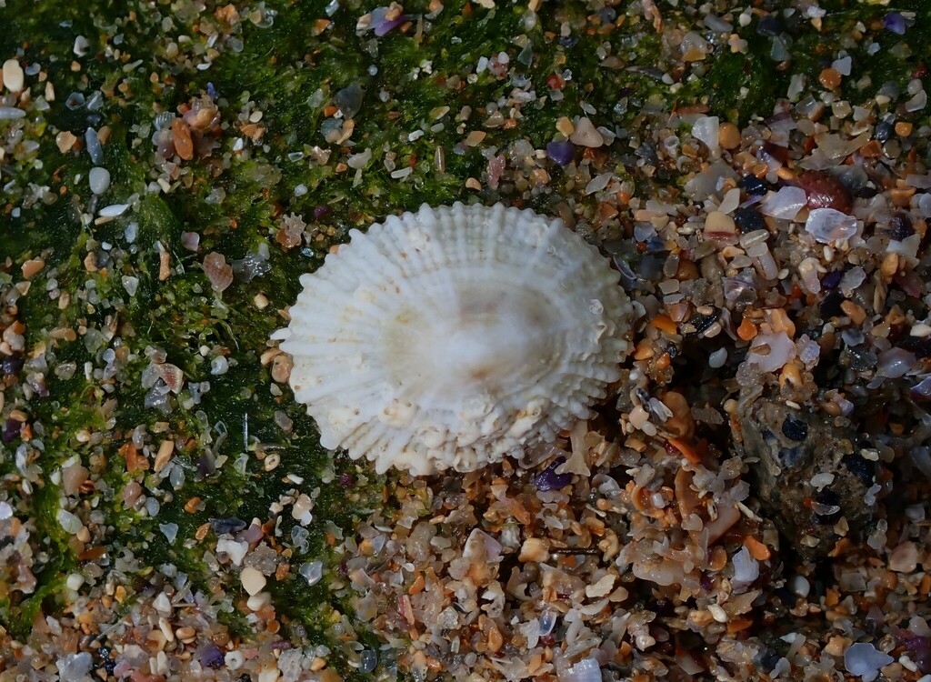 Cap-shaped False Limpet from Central Coast Council, NSW, Australia on ...