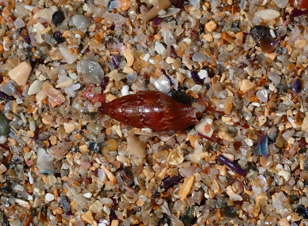 Mitrella bicincta from Central Coast Council, NSW, Australia on October 11, 2023 at 10:37 AM by ...