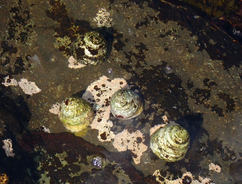 Common Tent Shell from Central Coast NSW, Australia on October 11, 2023 ...