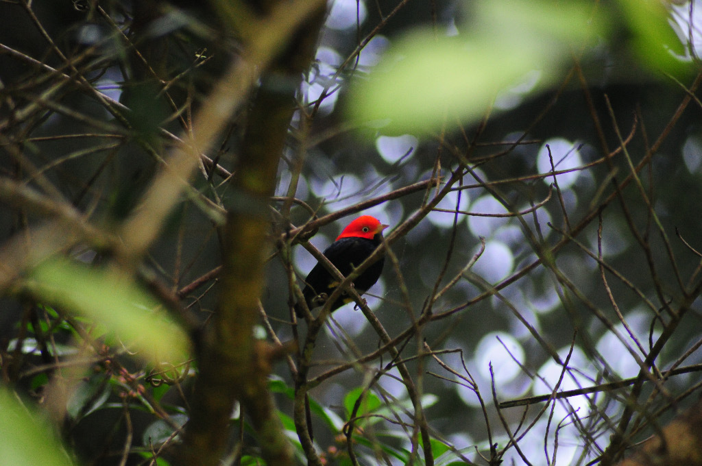 Red-capped Manakin from Chan Chich Road, Belize on February 9, 2008 at ...