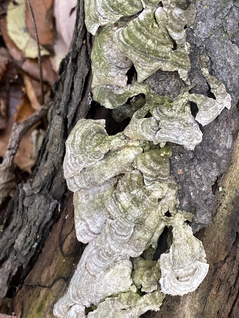 Fungi Including Lichens in October 2023 by Mark · iNaturalist