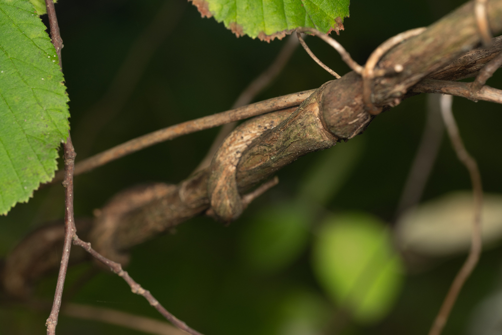 common hazel in October 2023 by Alan Yoshioka · iNaturalist