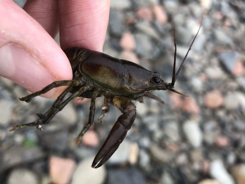 Rusty Crayfish from Pigeon River, Grand Portage Reservation, MN, US on ...