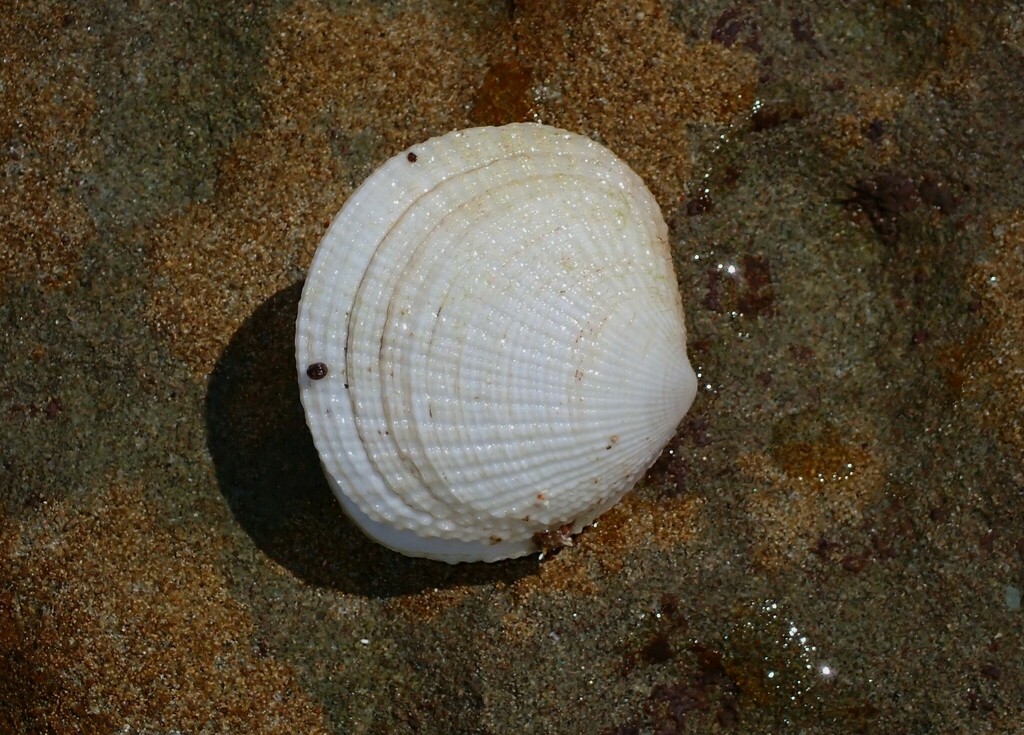 Codakia rugifera from Central Coast NSW, Australia on October 11, 2023 ...