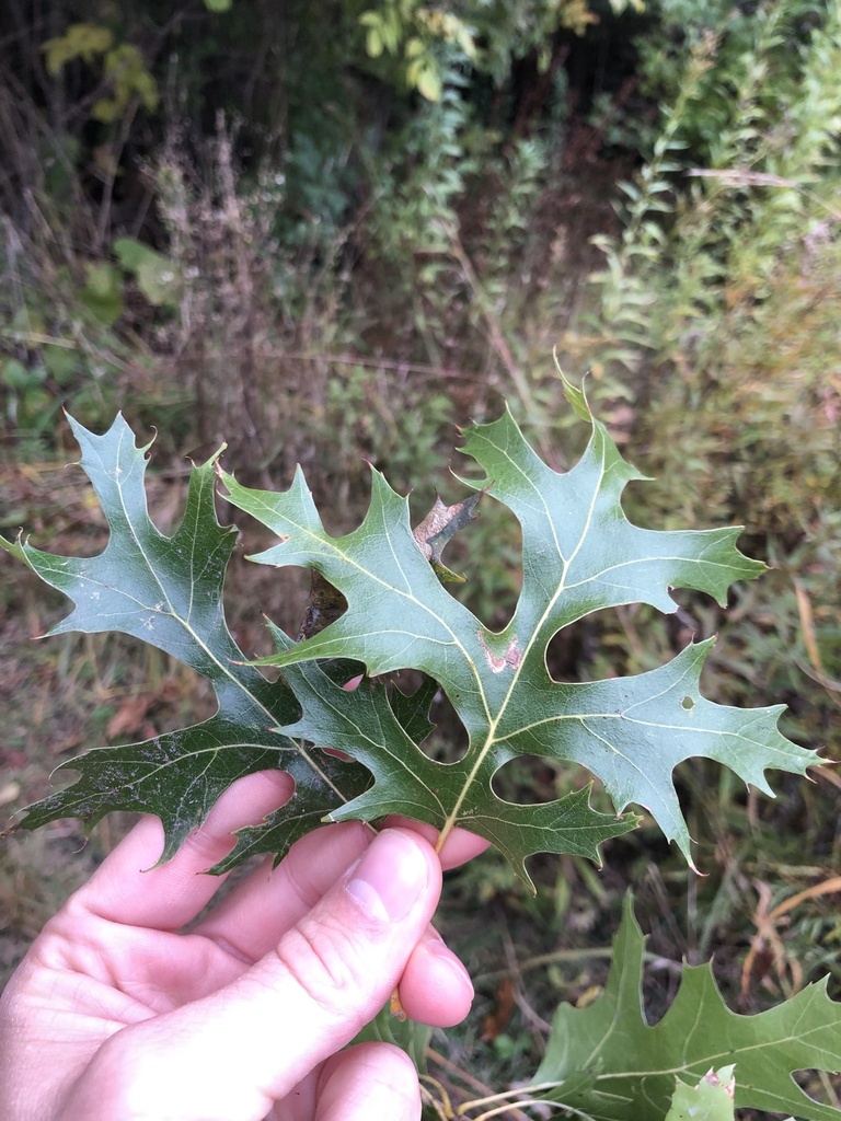 northern pin oak from Skokie River Nature Preserve, Lake Forest, IL, US ...